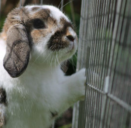 Rabbit First Aid Kit for Bunny Emergencies - Exotic Animal Supplies