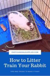 Best Rabbit Litter & Bunny Litter Boxes - Exotic Animal Supplies