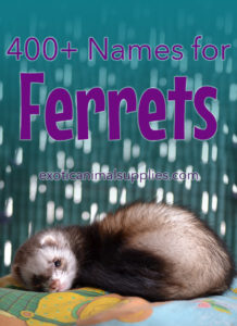 400+ Names for Ferrets (Male, Female, & Pairs) - Exotic Animal Supplies