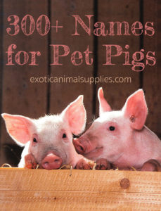 300+ Pet Pig Names for Male & Female Piggies - Exotic Animal Supplies