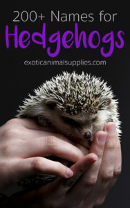 200+ Best Hedgehog Names for Girls & Boys - Exotic Animal Supplies