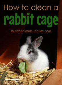 How to Clean a Rabbit Cage - Exotic Animal Supplies