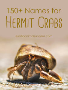 150+ Names for Hermit Crabs - Male & Female - Exotic Animal Supplies