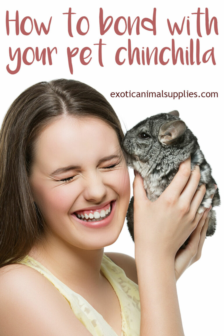 How to Bond with Your Pet Chinchilla - Exotic Animal Supplies