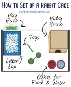 How to Set up a Rabbit Cage - Exotic Animal Supplies
