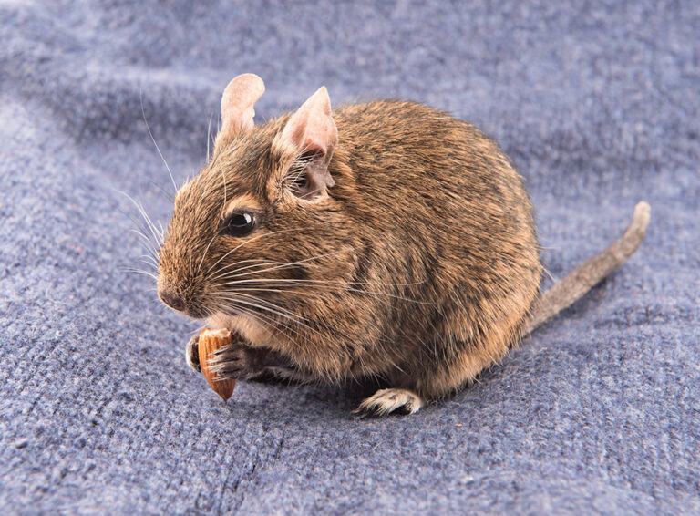 Degu Food and Diet (Pellets, Veggies, & Treats) - Exotic Animal Supplies
