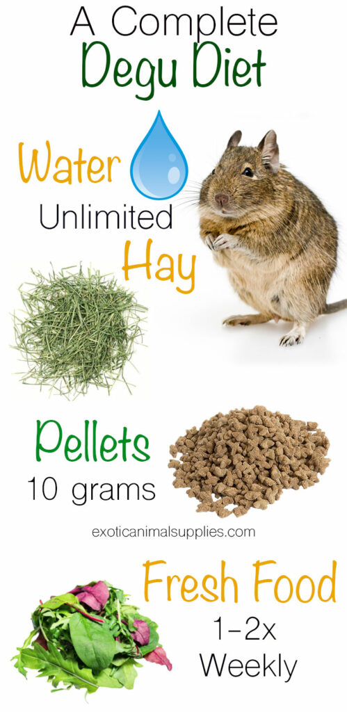 Degu Food and Diet (Pellets, Veggies, & Treats) - Exotic Animal Supplies