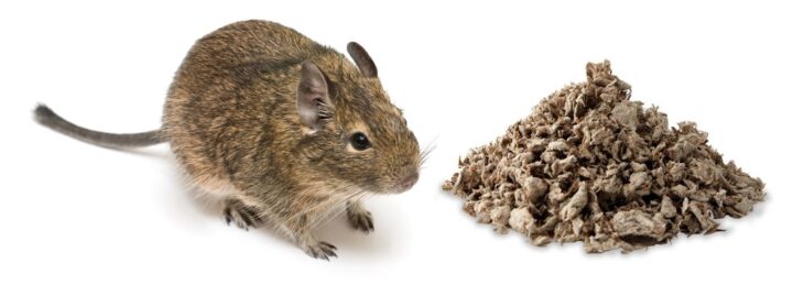 Best Degu Bedding and Substrates - Exotic Animal Supplies